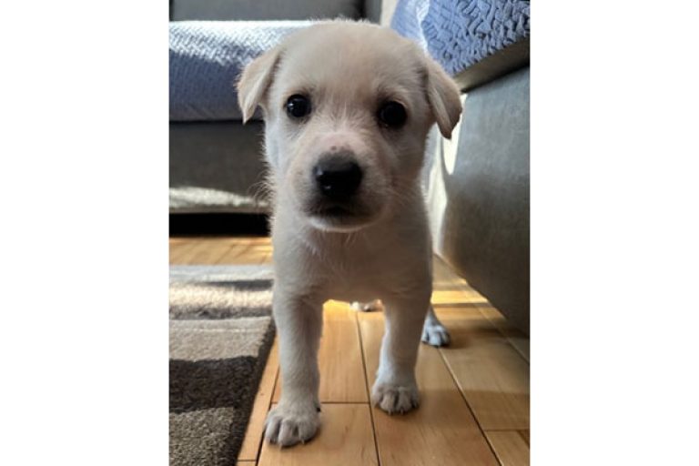 Bear | Rocky Mountain Animal Rescue