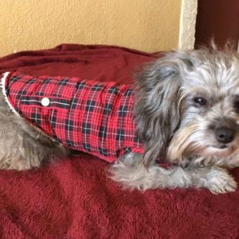 Adopt | Rocky Mountain Animal Rescue