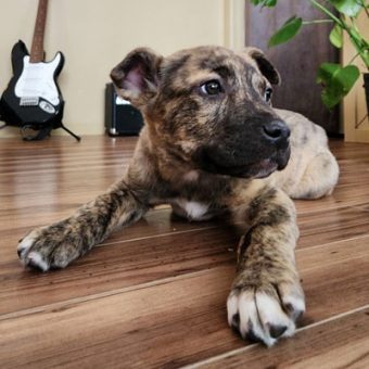 Adopt | Rocky Mountain Animal Rescue