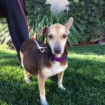 Adopt | Rocky Mountain Animal Rescue