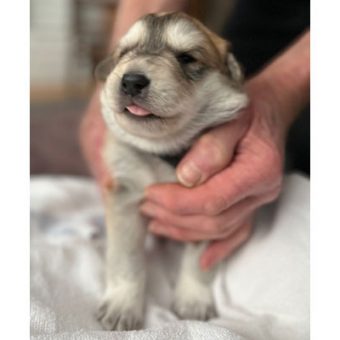 Adopt | Rocky Mountain Animal Rescue