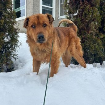 Adopt | Rocky Mountain Animal Rescue