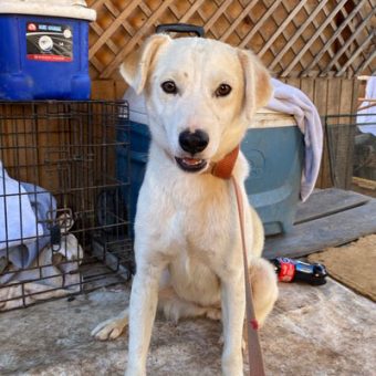 Adopt | Rocky Mountain Animal Rescue