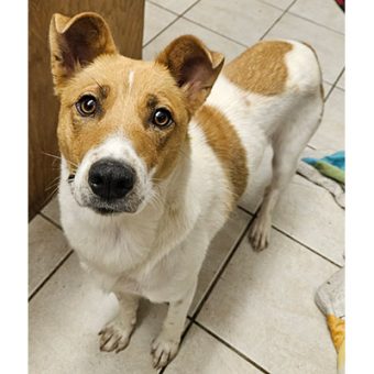 Adopt | Rocky Mountain Animal Rescue