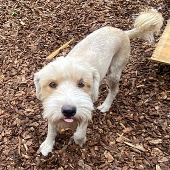 Adopt | Rocky Mountain Animal Rescue