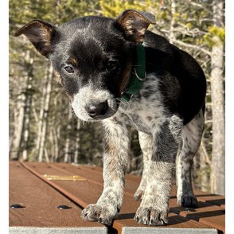 Adopt | Rocky Mountain Animal Rescue