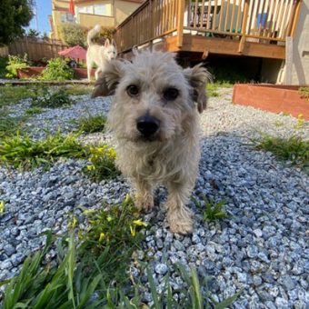 Adopt | Rocky Mountain Animal Rescue