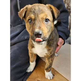 Adopt | Rocky Mountain Animal Rescue