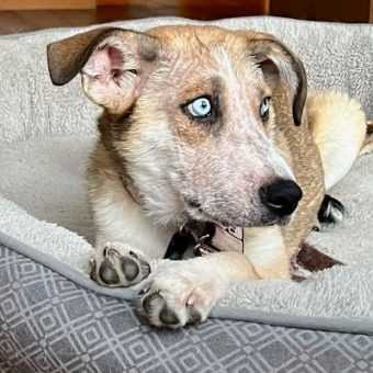 Adopt | Rocky Mountain Animal Rescue