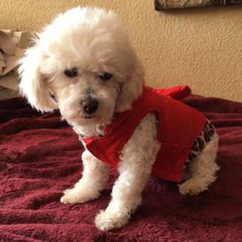 Adopt | Rocky Mountain Animal Rescue