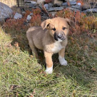 Adopt | Rocky Mountain Animal Rescue