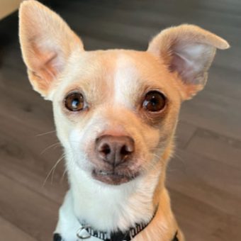 Adopt | Rocky Mountain Animal Rescue