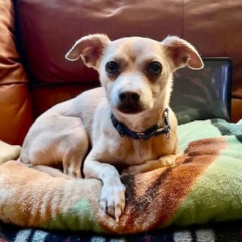 Adopt | Rocky Mountain Animal Rescue