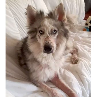 Adopt | Rocky Mountain Animal Rescue