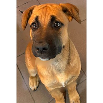 Adopt | Rocky Mountain Animal Rescue