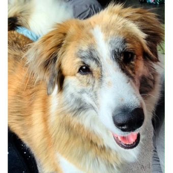 Adopt | Rocky Mountain Animal Rescue