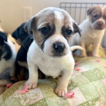 Adopt | Rocky Mountain Animal Rescue