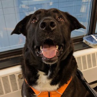 Adopt | Rocky Mountain Animal Rescue