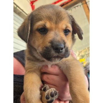 Adopt | Rocky Mountain Animal Rescue