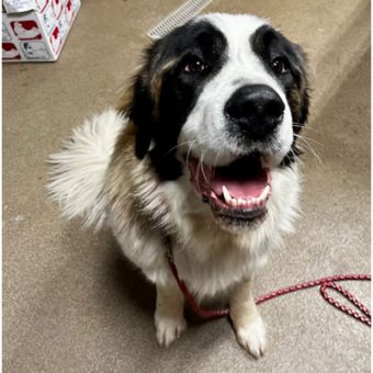 Adopt | Rocky Mountain Animal Rescue