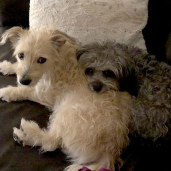 Adopt | Rocky Mountain Animal Rescue