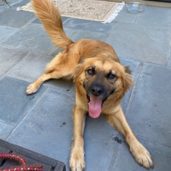 Adopt | Rocky Mountain Animal Rescue