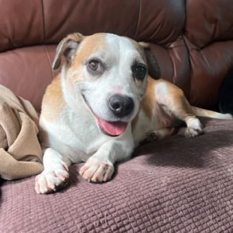 Adopt | Rocky Mountain Animal Rescue