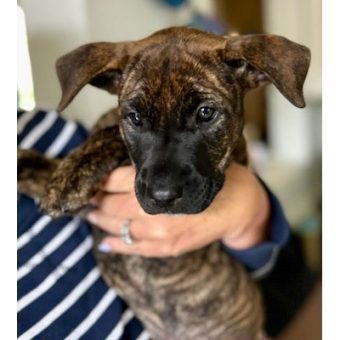 Adopt | Rocky Mountain Animal Rescue