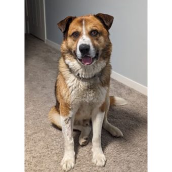 Adopt | Rocky Mountain Animal Rescue