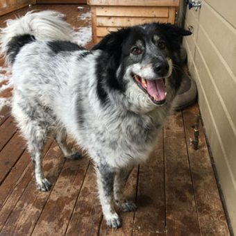 Adopt | Rocky Mountain Animal Rescue