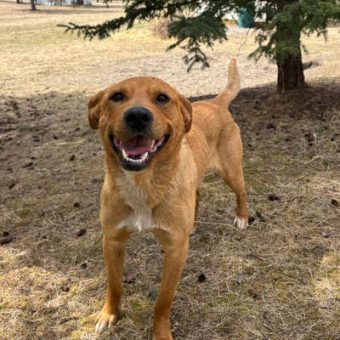 Adopt | Rocky Mountain Animal Rescue