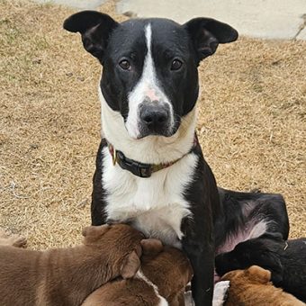 Adopt | Rocky Mountain Animal Rescue