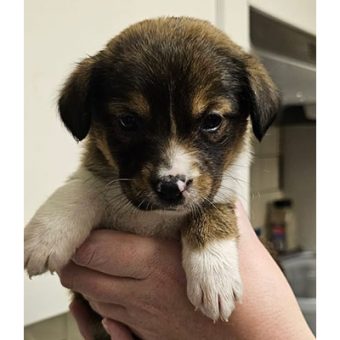 Adopt | Rocky Mountain Animal Rescue