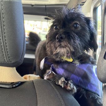 Adopt | Rocky Mountain Animal Rescue